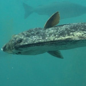 The Fish - Maine Offshore Fishing Charters